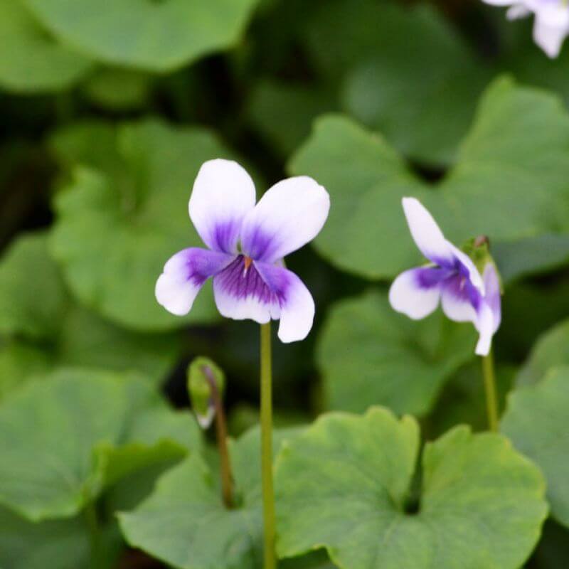 VIOLA HEDERACEA - NATIVE VIOLET – Sydney's Plant Market VIOLA HEDERACEA - NATIVE VIOLET – Sydney's Plant Market