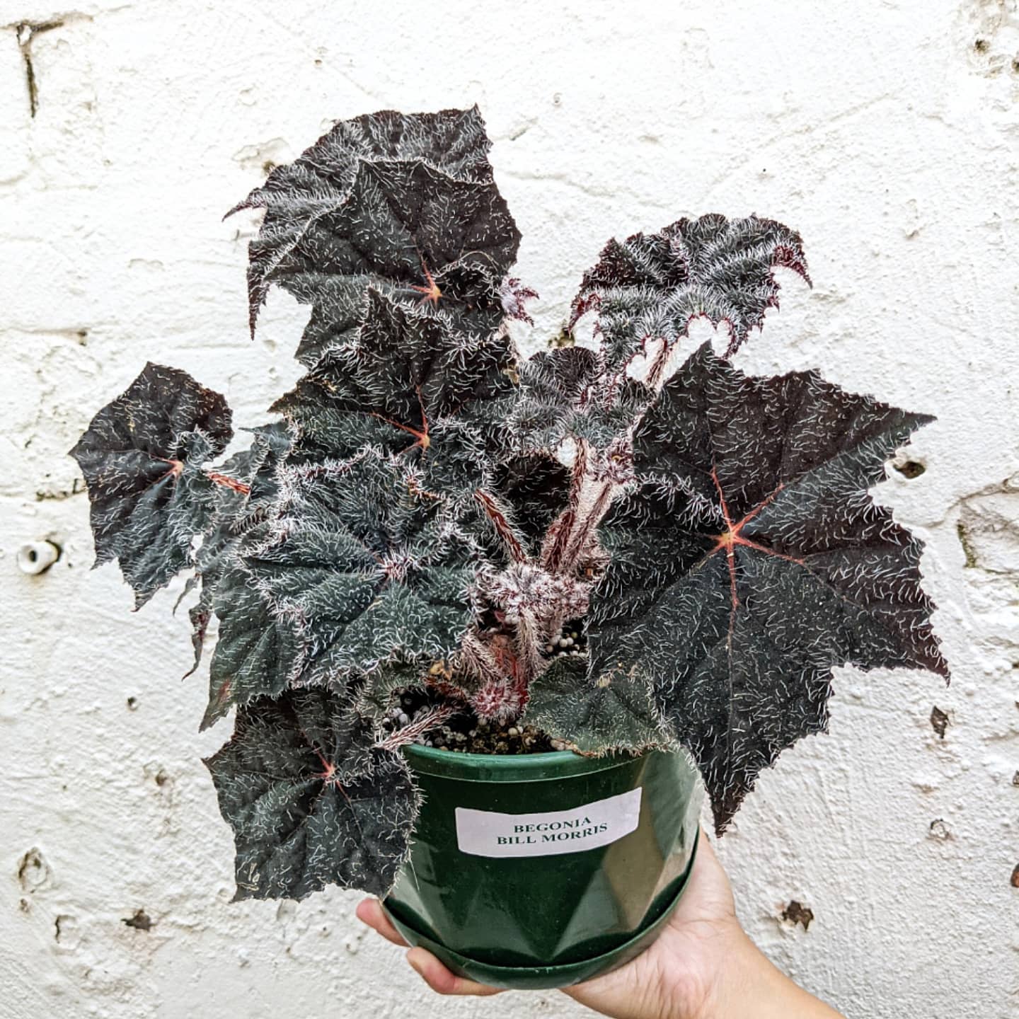 BEGONIA BILL MORRIS – Sydney's Plant Market