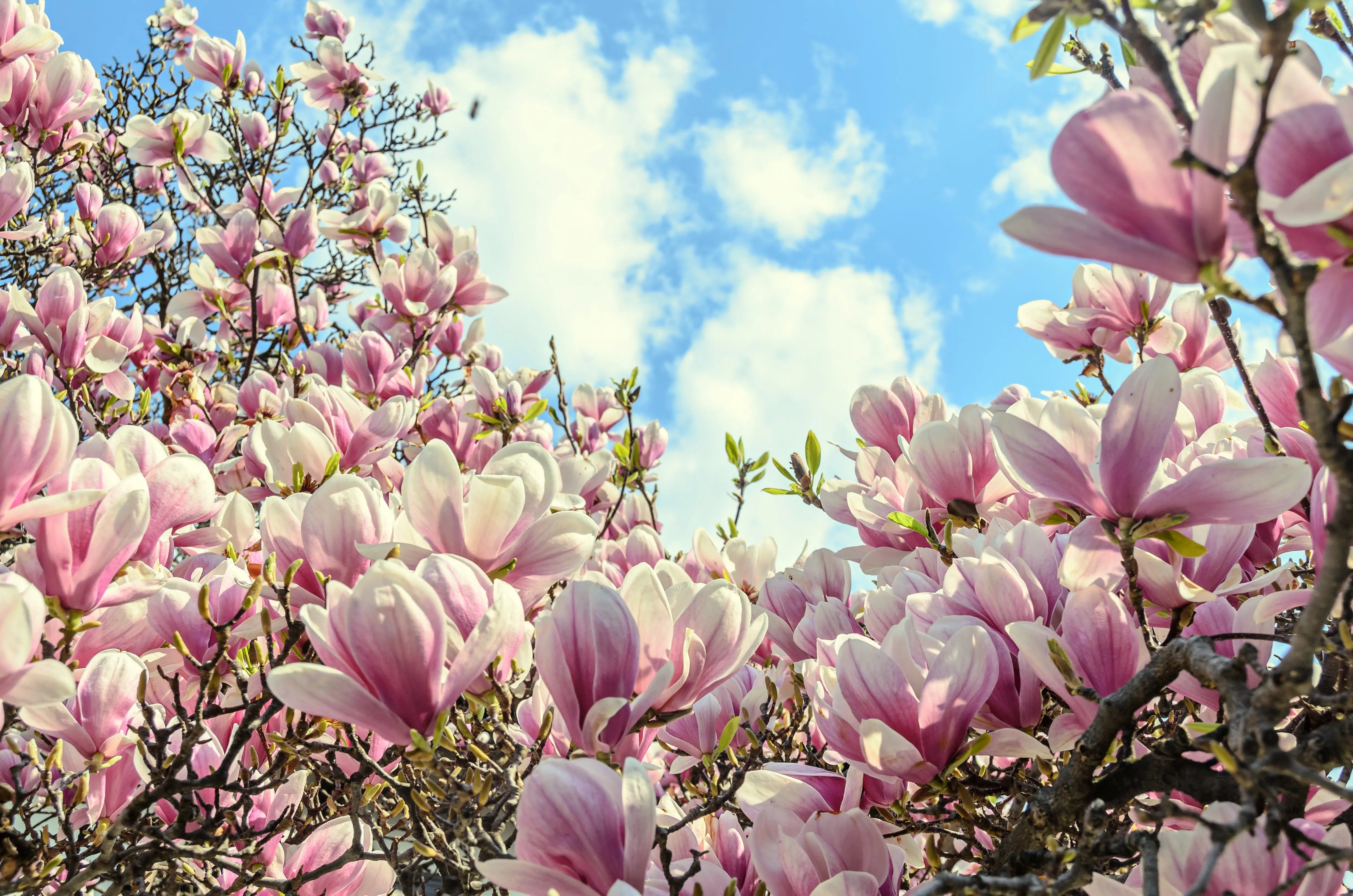 Magnolia's - a beauty in winter – Sydney's Plant Market