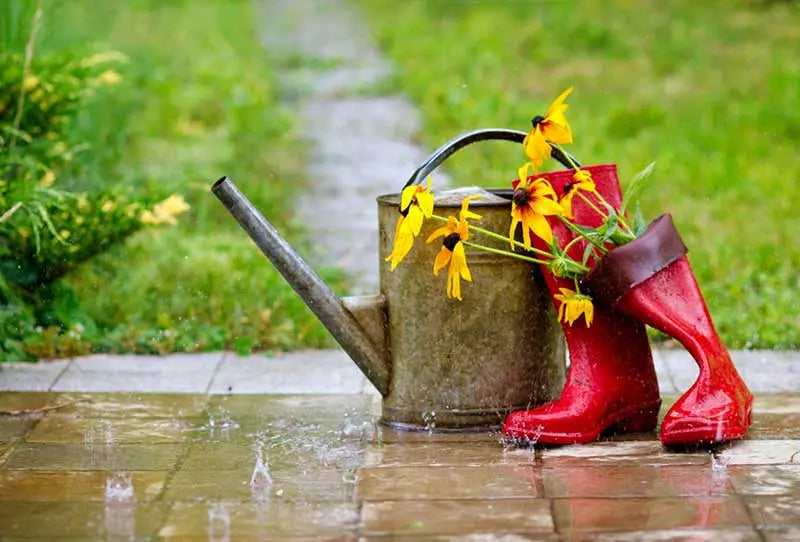 Reviving Your Garden: Tips for Recovery After a Week of Heavy Rain ...