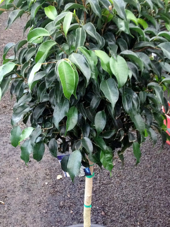 FICUS MIDNIGHT BEAUTY STANDARD – Sydney's Plant Market