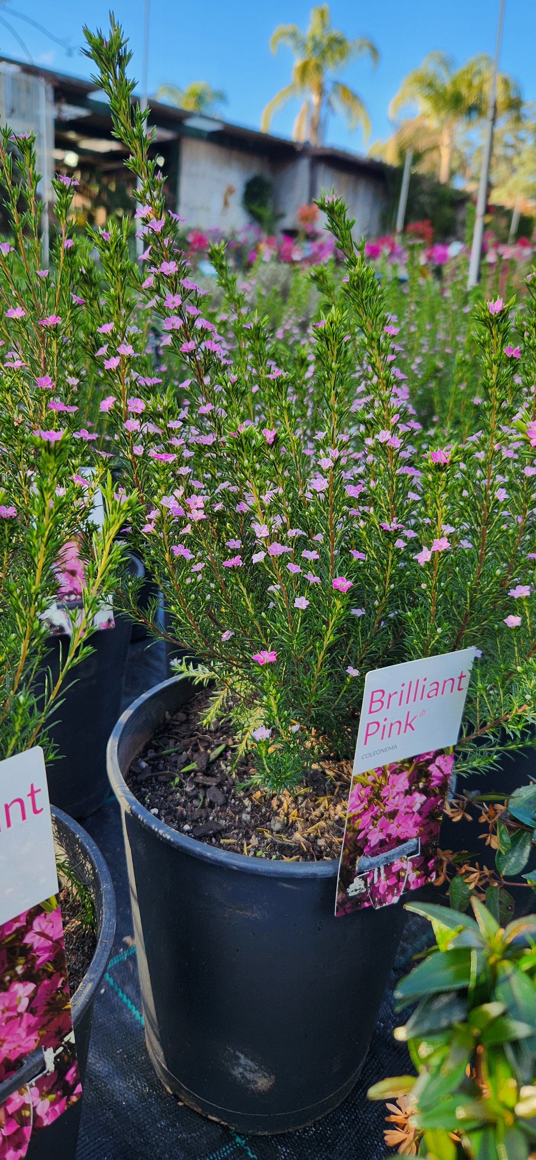 COLEONEMA BRILLIANT PINK 200MM – Sydney's Plant Market