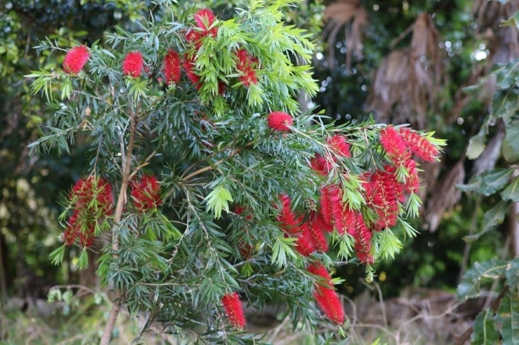CALLISTEMON CAPTAIN COOK – Sydney's Plant Market