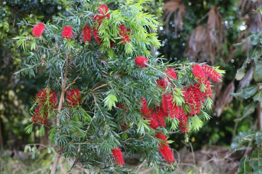 CALLISTEMON CAPTAIN COOK – Sydney's Plant Market