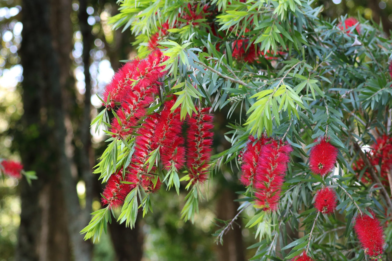 CALLISTEMON CAPTAIN COOK – Sydney's Plant Market