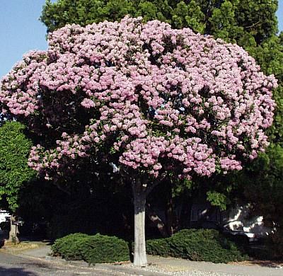 CALODENDRON CAPENSE – Sydney's Plant Market