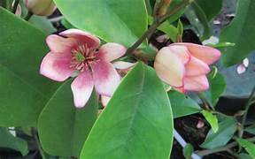 MICHELIA COCO 200MM – Sydney's Plant Market