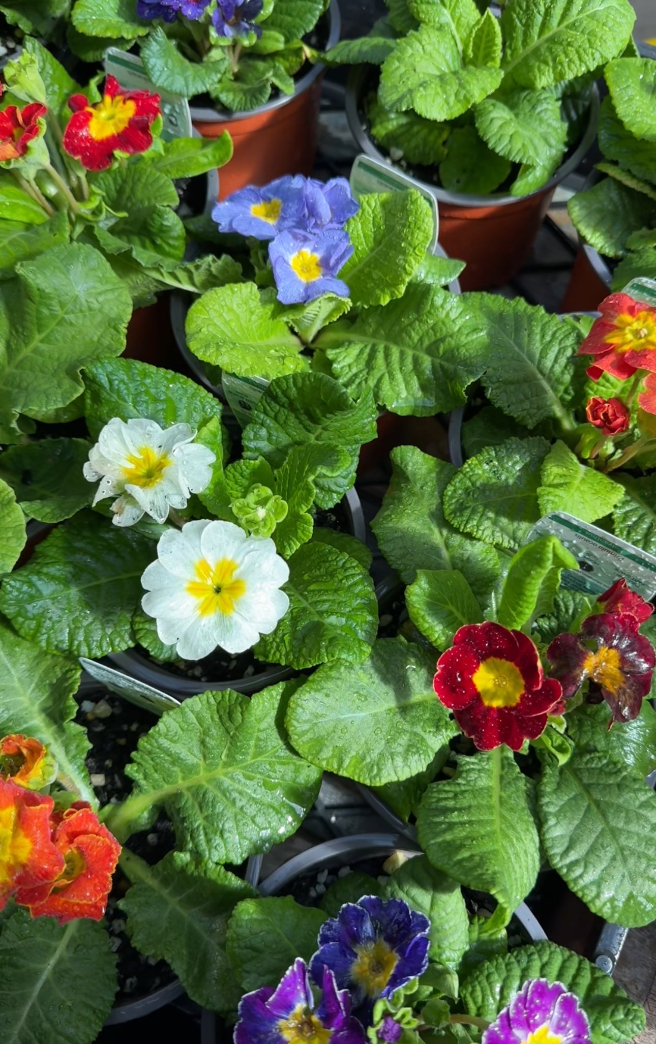 Primula x polyanthus – Sydney's Plant Market