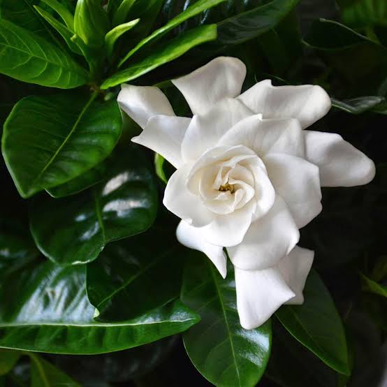 GARDENIA FLORIDA – Sydney's Plant Market