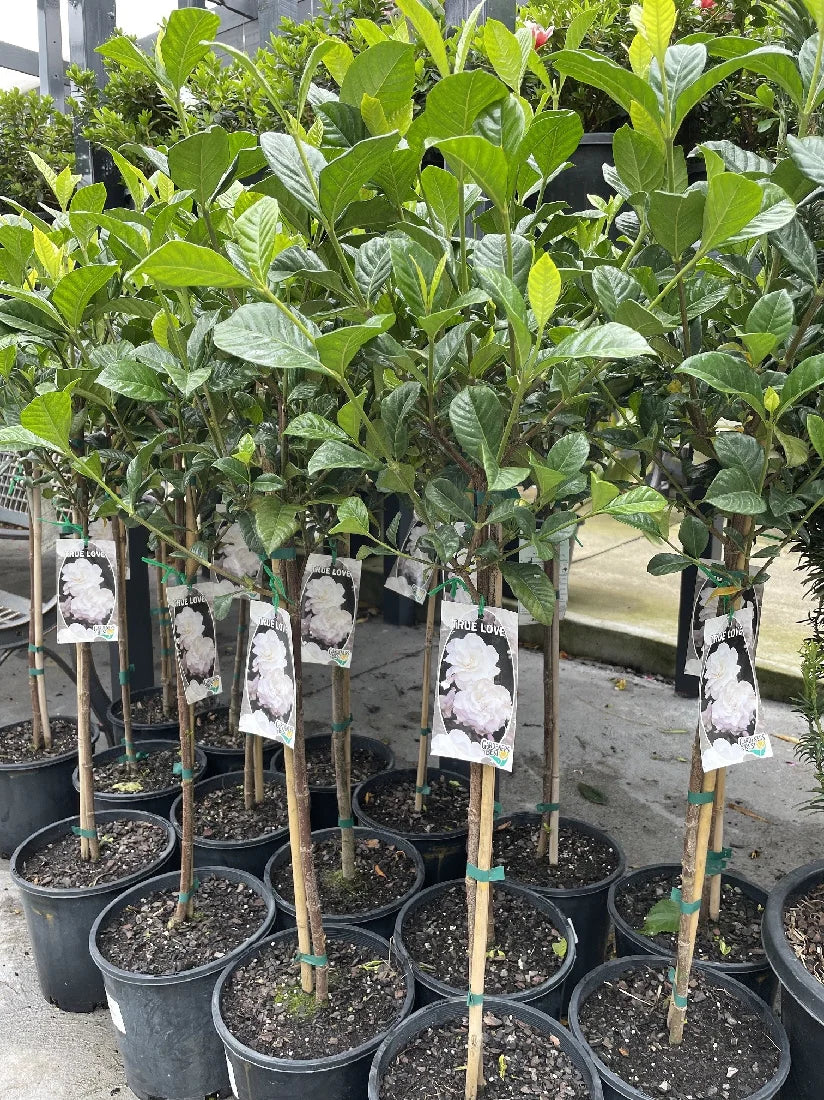 GARDENIA STANDARD TOPIARY – Sydney's Plant Market