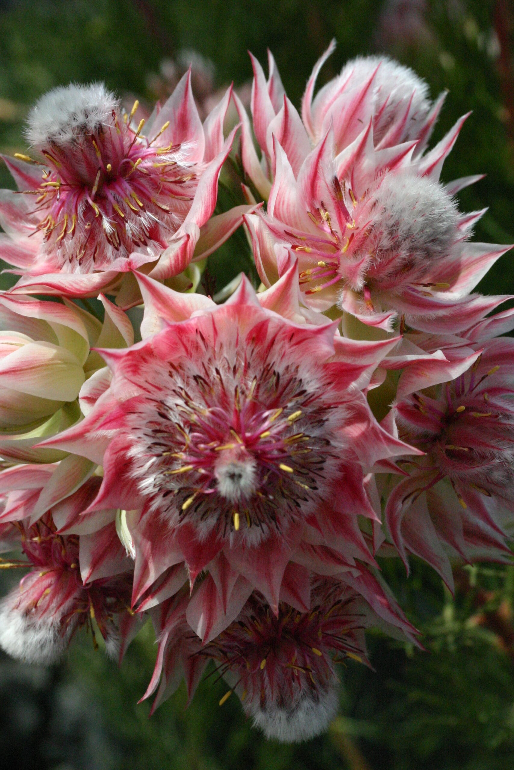 SERRURIA 'PRETTY IN PINK' PBR – Sydney's Plant Market
