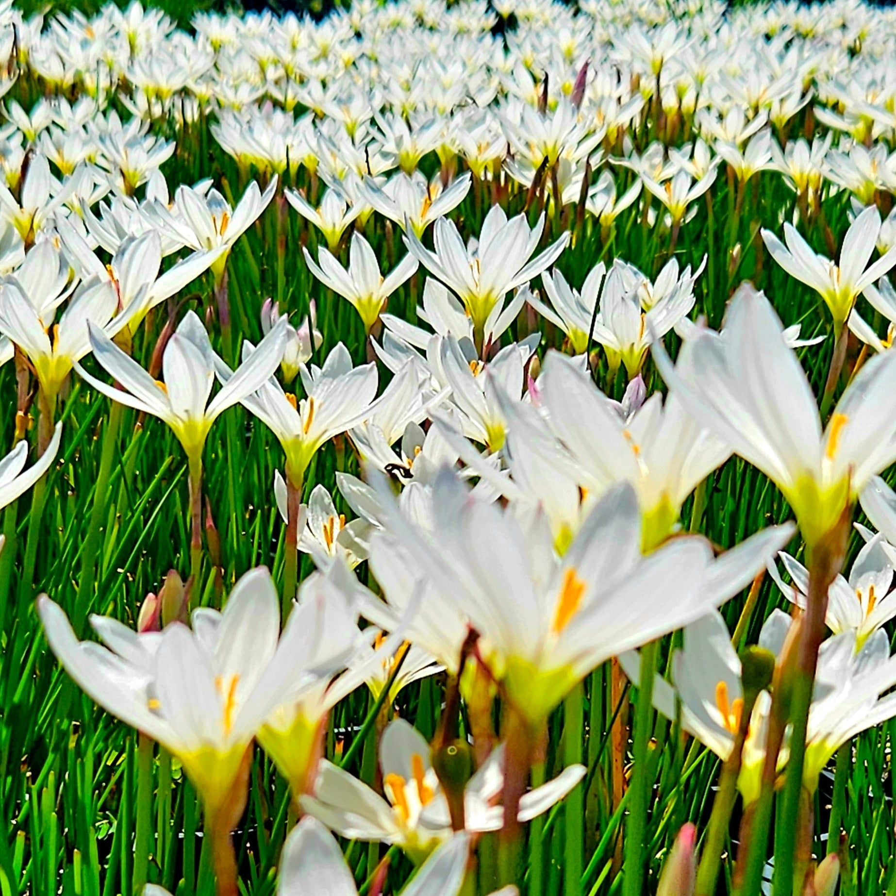 Zephyranthes Candida (Autumn Crocus) – Sydney's Plant Market