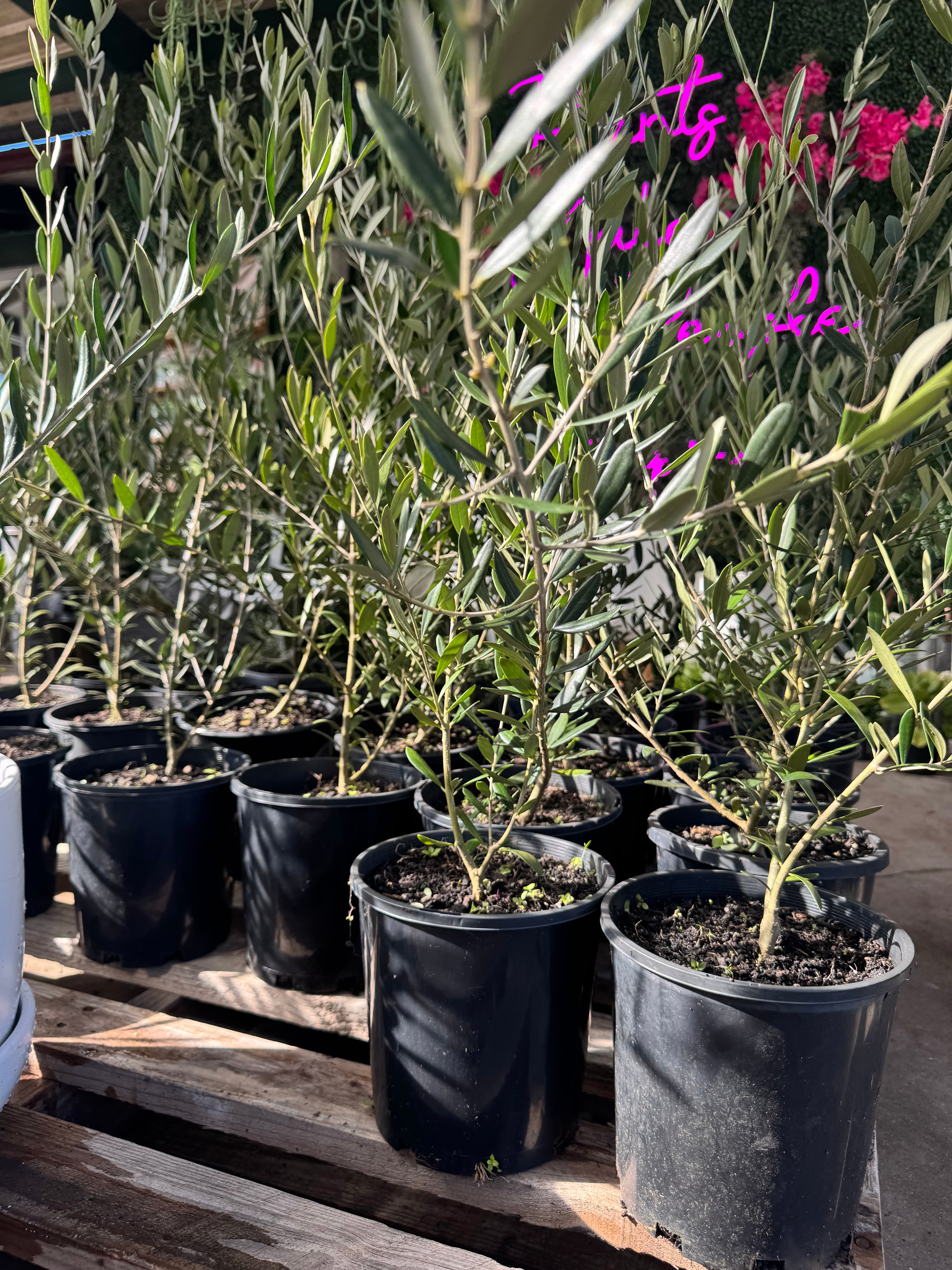 OLEA OLIVE TREE – Sydney's Plant Market
