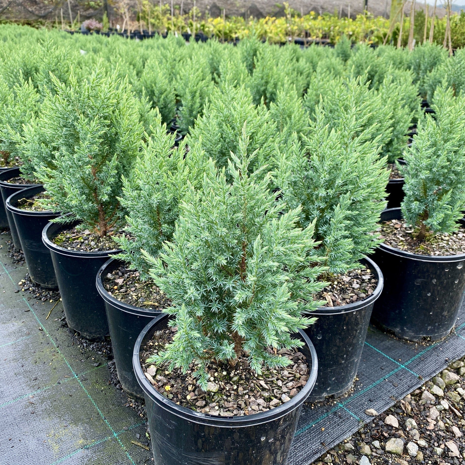 JUNIPERUS CHINENSIS PYRAMIDALIS – Sydney's Plant Market