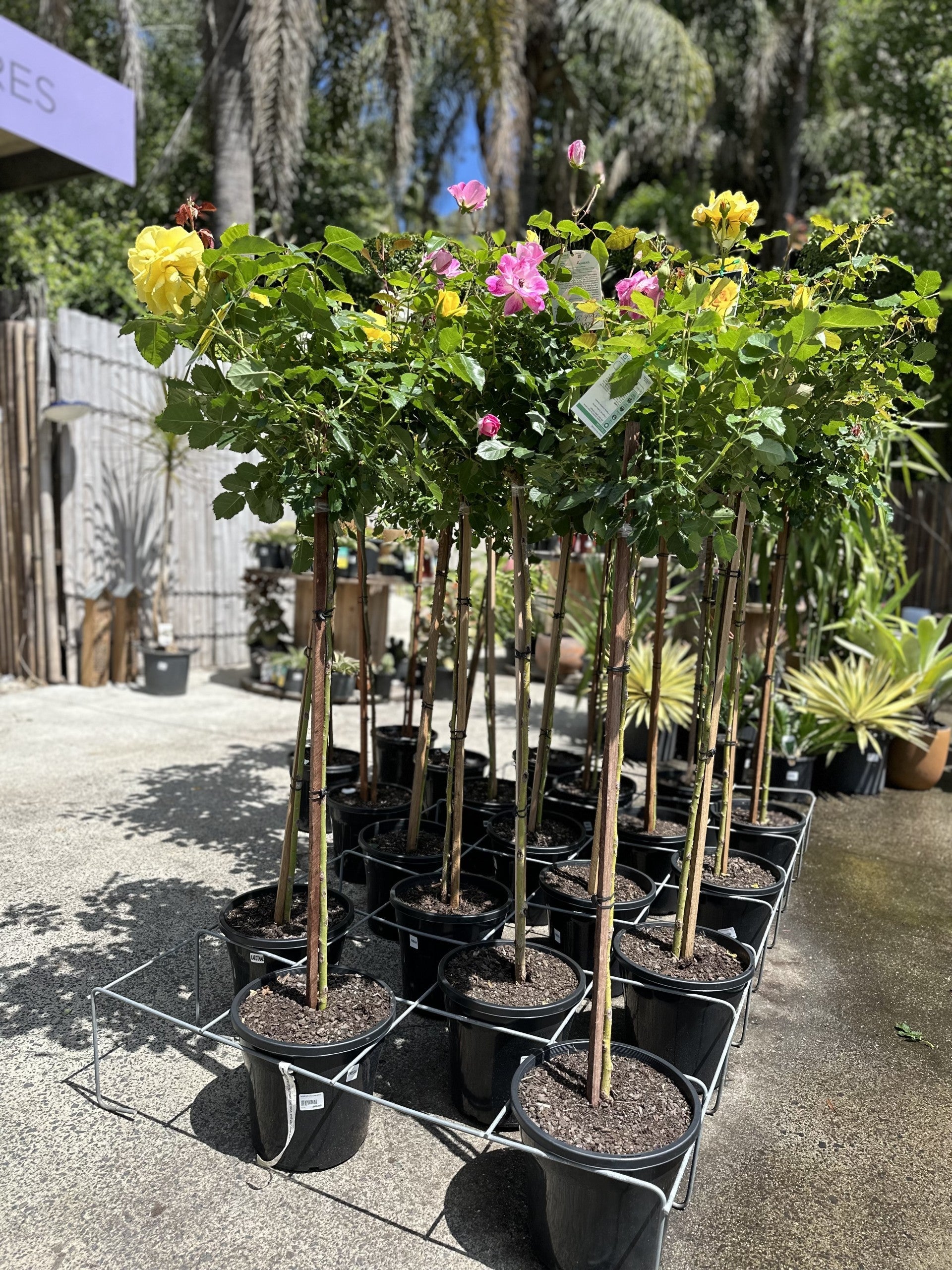 STANDARD ROSE - ASSORTED COLOURS – Sydney's Plant Market