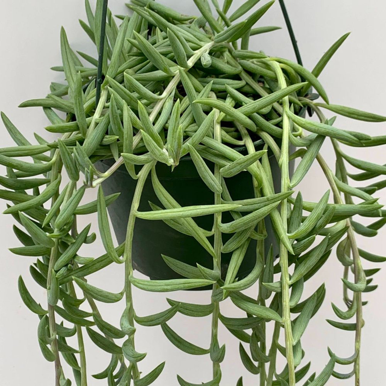 SENECIO RADICANS STRING OF FISH HOOKS – Sydney's Plant Market