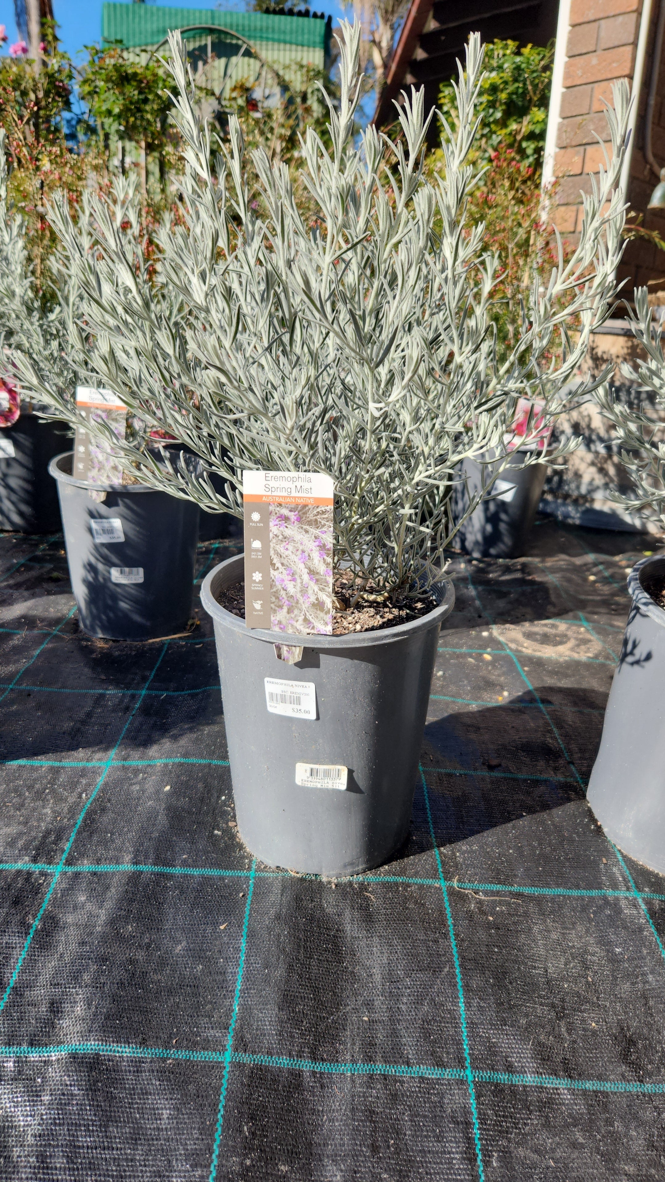 EREMOPHILA NIVEA SPRING MIST - EMU BUSH – Sydney's Plant Market