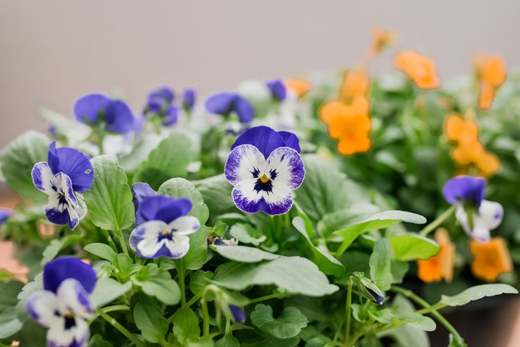 VIOLA MIX – Sydney's Plant Market