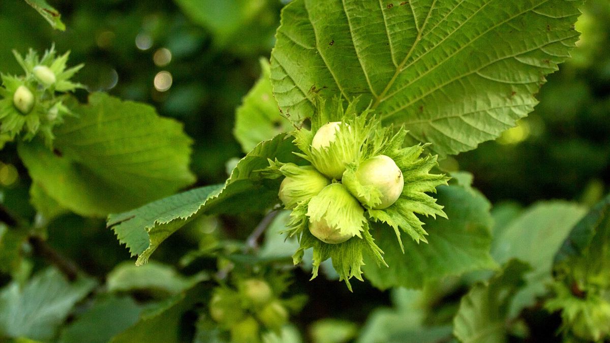 AMERICAN WHITE HAZELNUT – Sydney's Plant Market