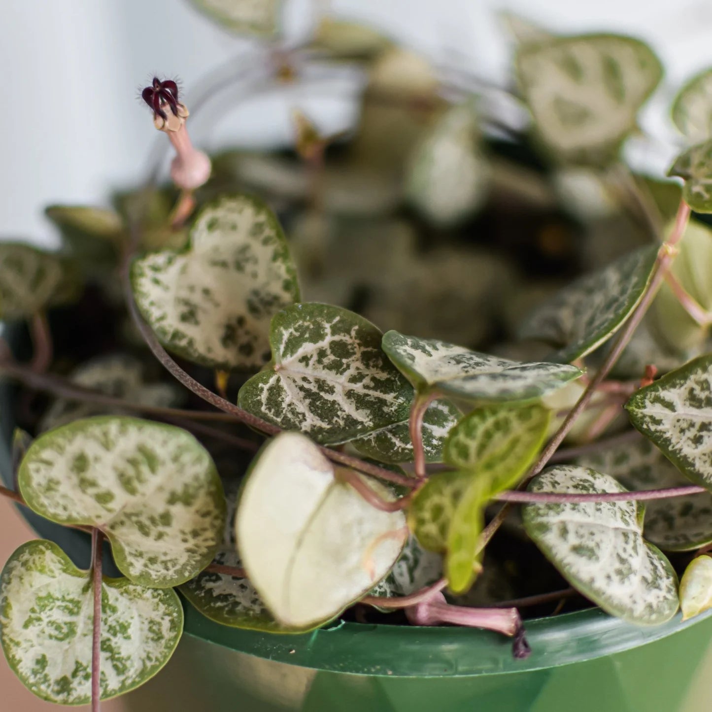CEROPEGIA WOODII 'CHAIN OF HEARTS' – Sydney's Plant Market