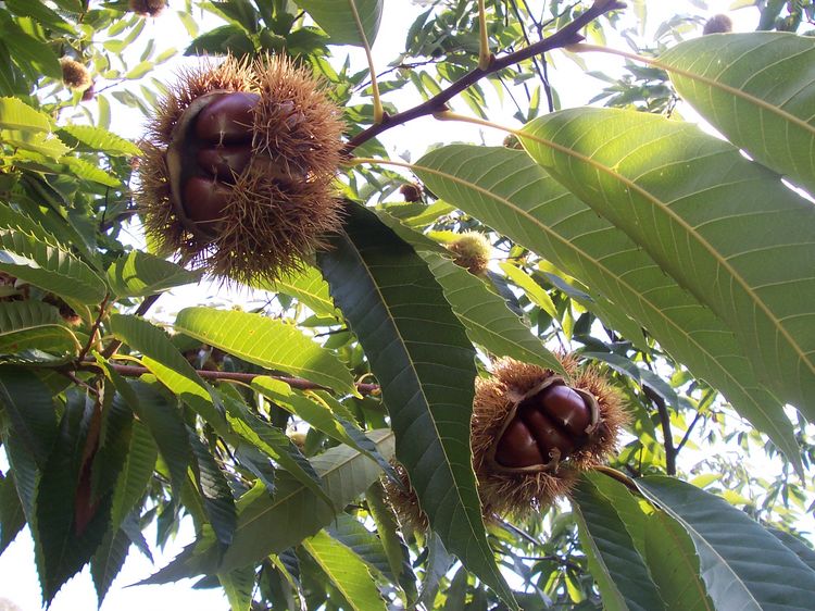 CHESTNUT TREE – Sydney's Plant Market