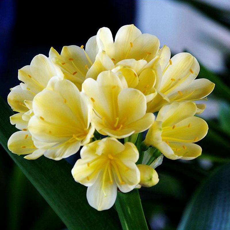 Clivia Miniata - Yellow – Sydney's Plant Market