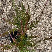 AUSTROMYRTUS COPPER TOPS 180MM – Sydney's Plant Market