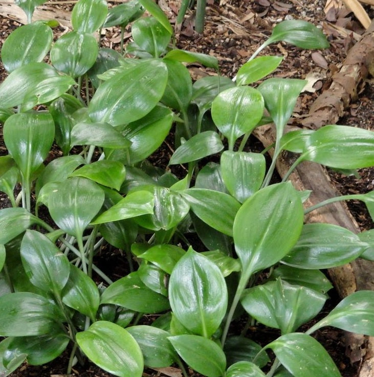 CALIPHRURIA GREEN SUPREME – Sydney's Plant Market