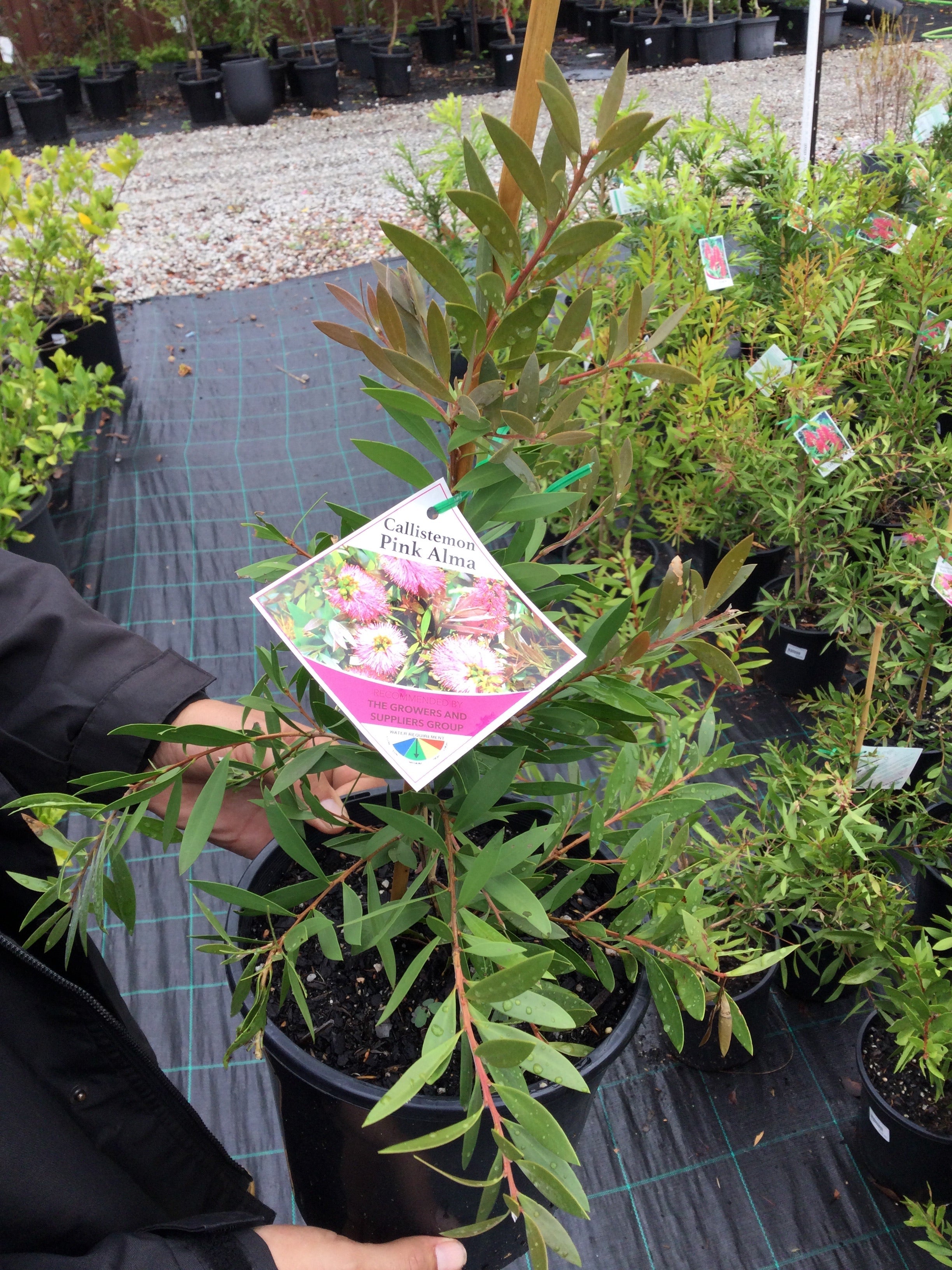 CALLISTEMON PINK ALMA – Sydney's Plant Market