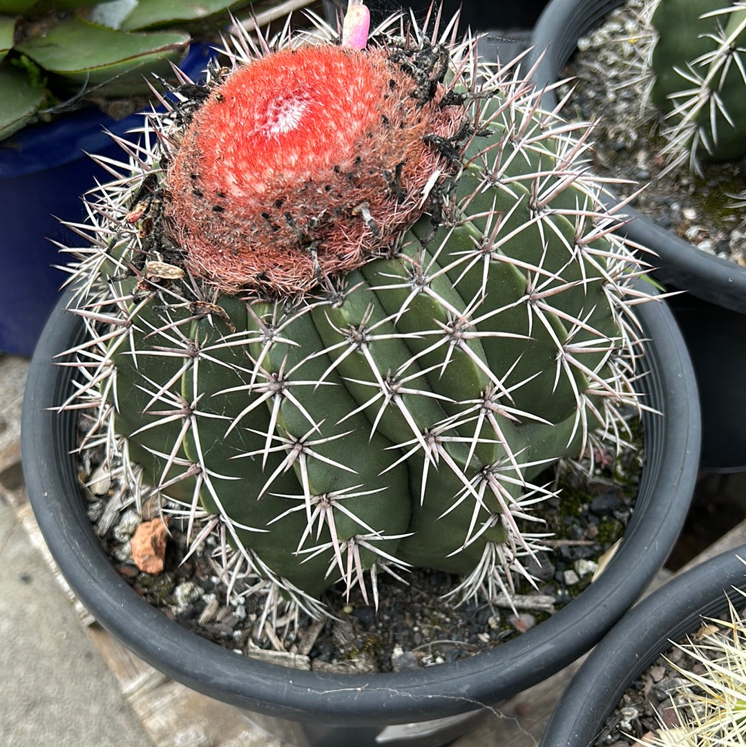 Melocactus matanzanus – Sydney's Plant Market