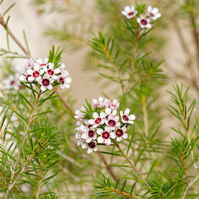 CHAMELAUCIUM JACKIE SUE - WAXFLOWER – Sydney's Plant Market