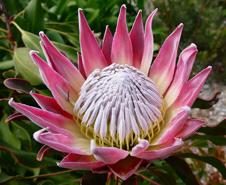 KING PROTEA CYNAROIDES – Sydney's Plant Market