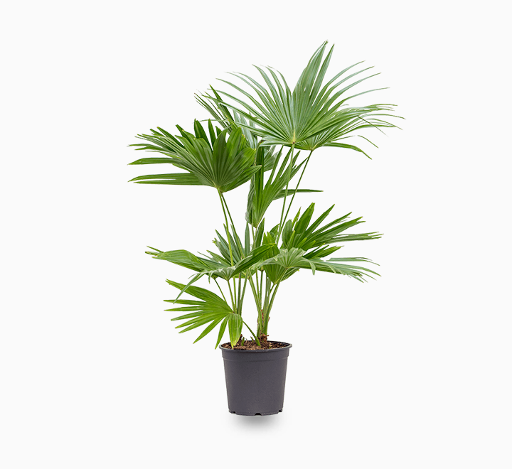 LIVISTONA CHINENSIS - CHINESE FAN PALM – Sydney's Plant Market