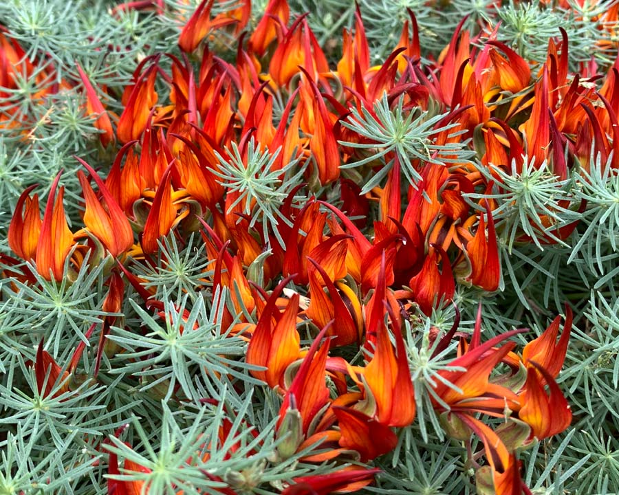 LOTUS BERTHELOTII 'RED FLASH' – Sydney's Plant Market