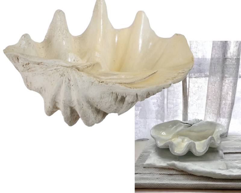 Sally Clam Shell – Sydney's Plant Market