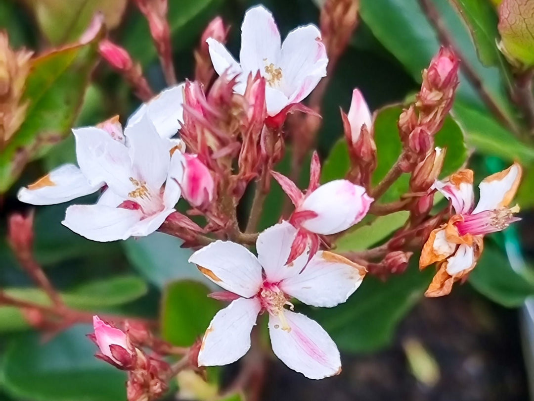 Rhaphiolepis indica LITTLE BLISS PBR – Sydney's Plant Market