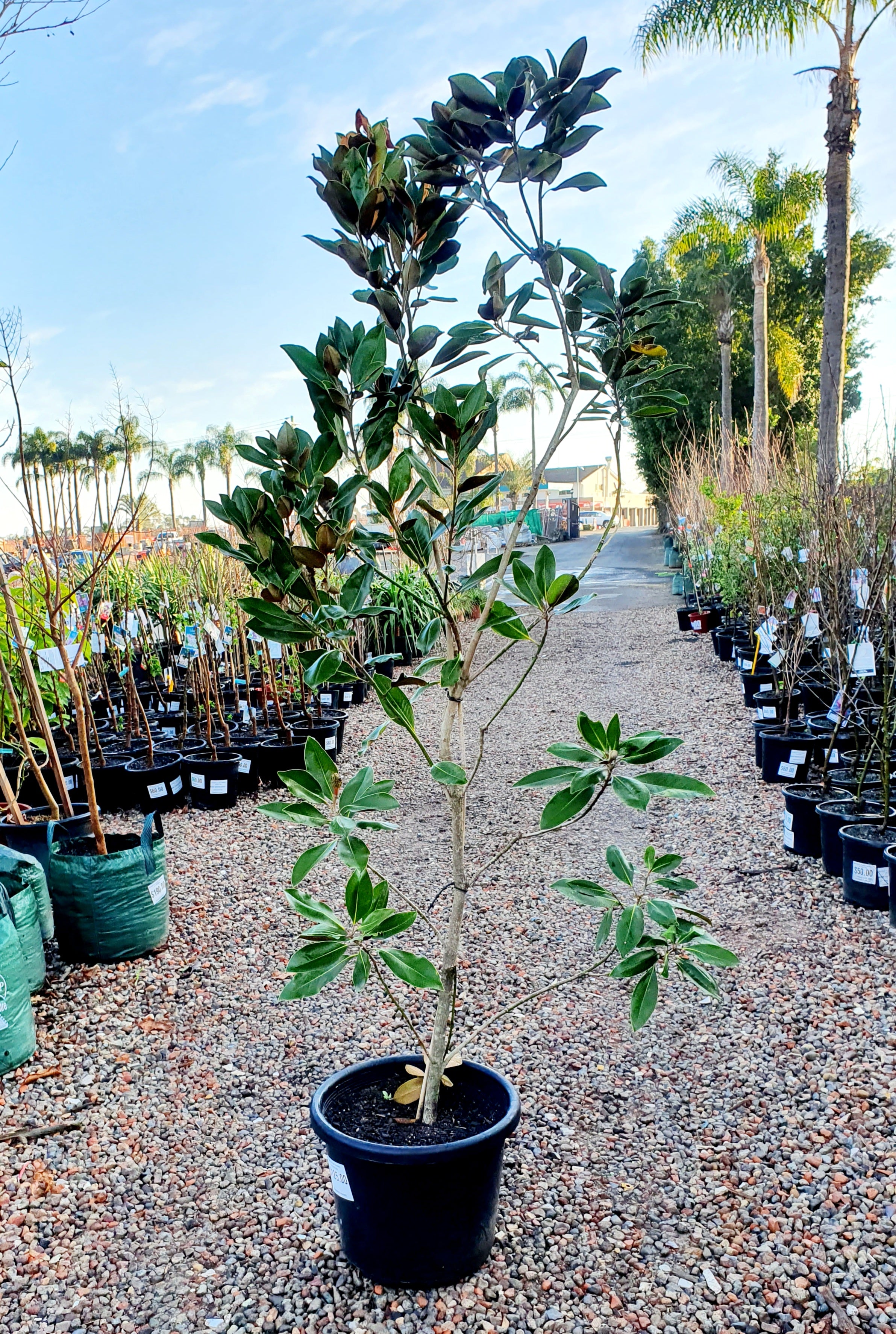 Dwarf Magnolia Trees Little Gem Magnolias | Texas Tree Farms