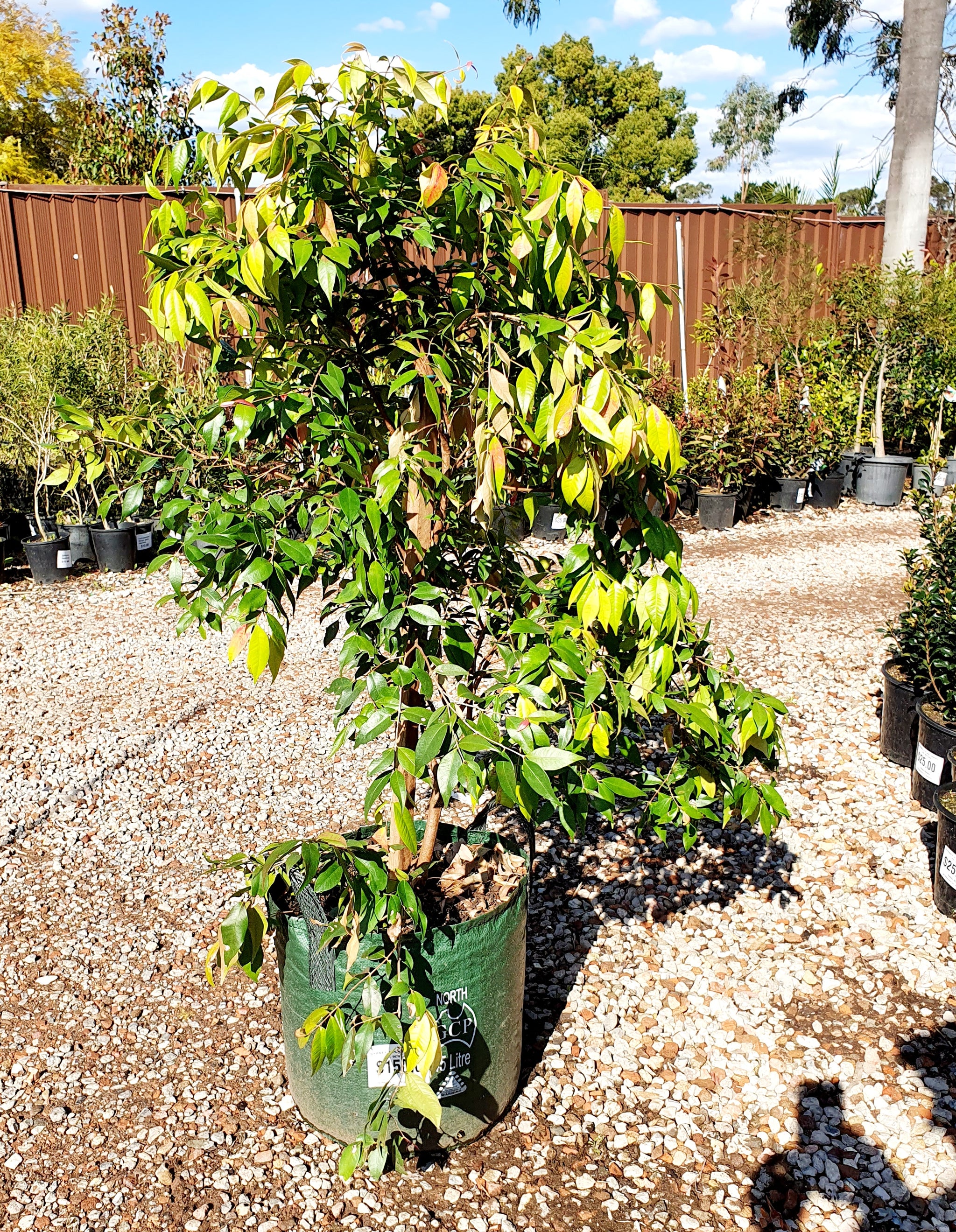 Lilly Pilly Cascade – Sydney's Plant Market
