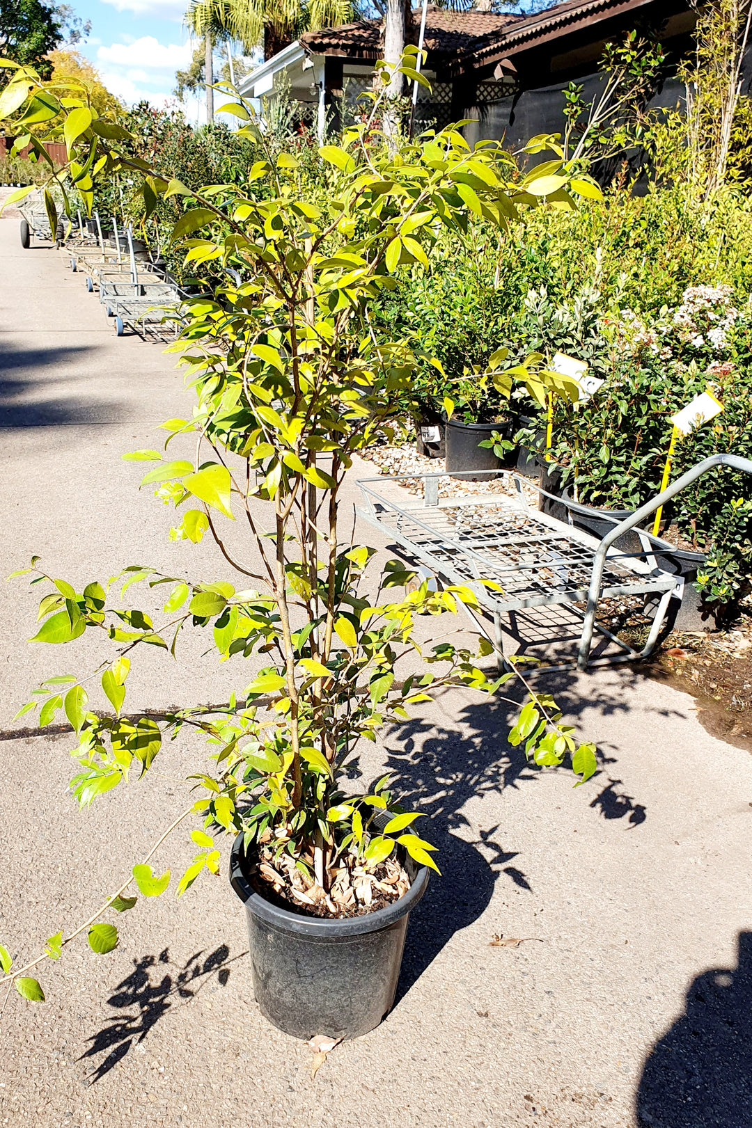 Lilly Pilly Cascade – Sydney's Plant Market