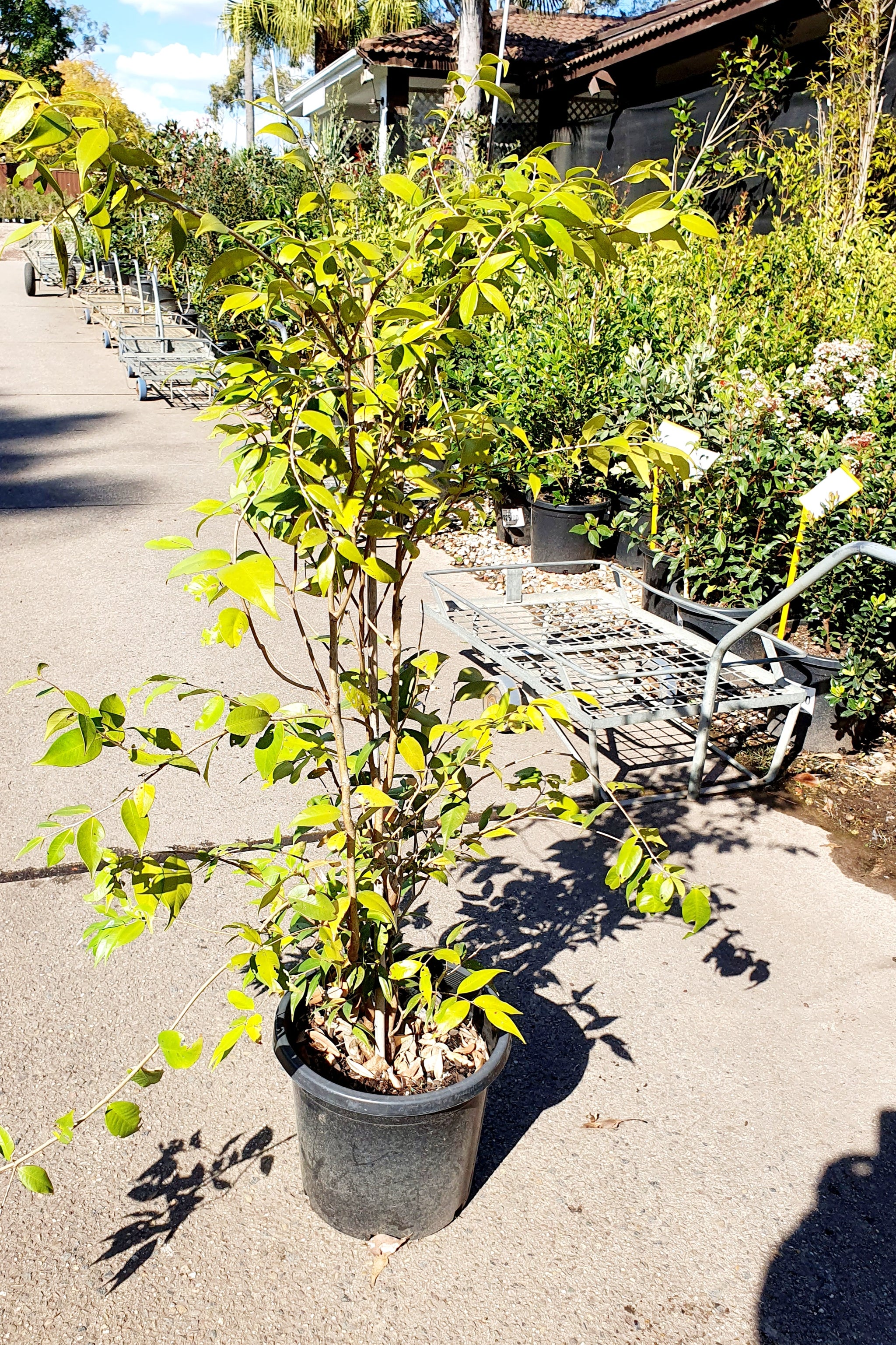 Lilly Pilly Cascade – Sydney's Plant Market