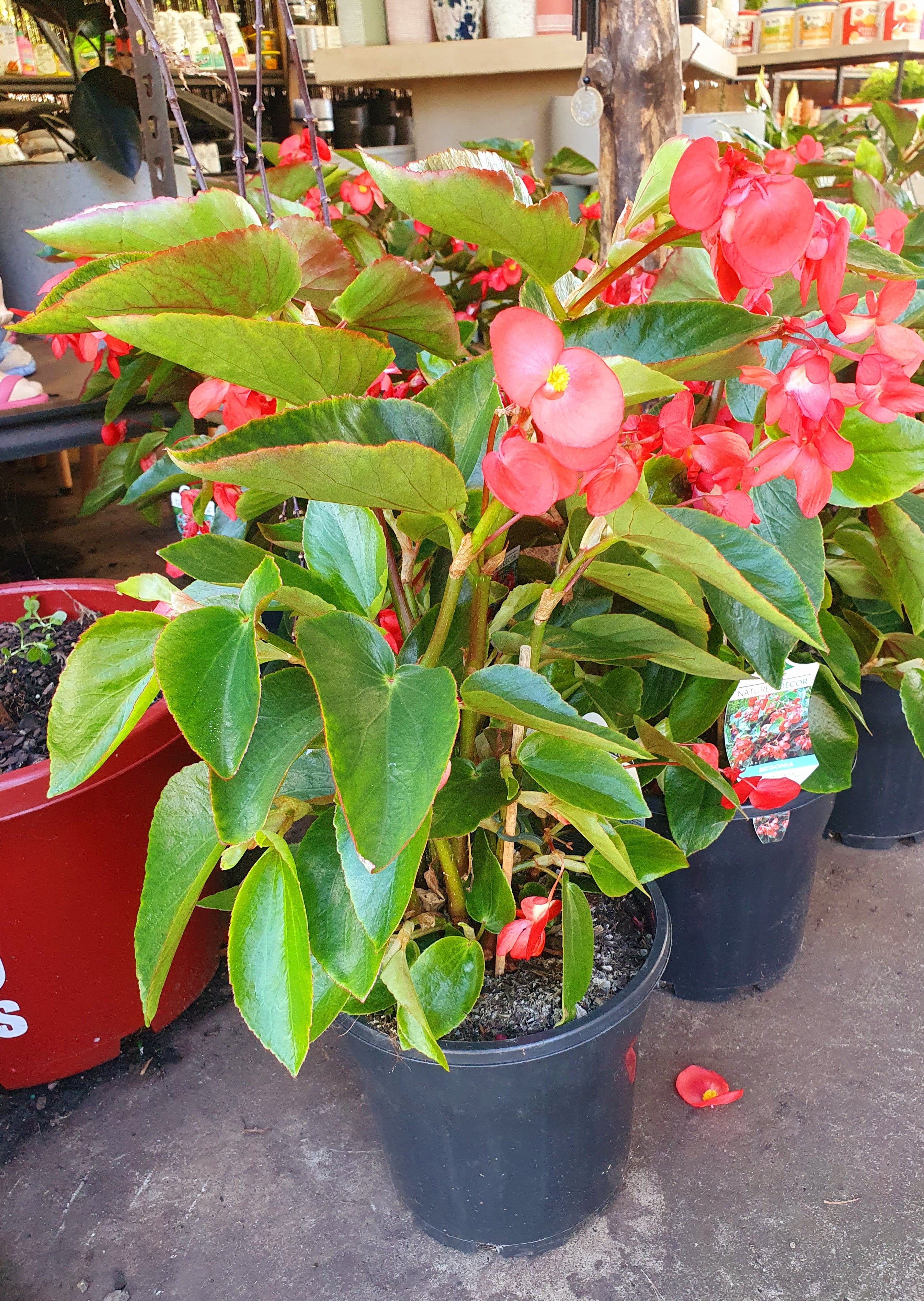 BEGONIA - RED DRAGON WING – Sydney's Plant Market