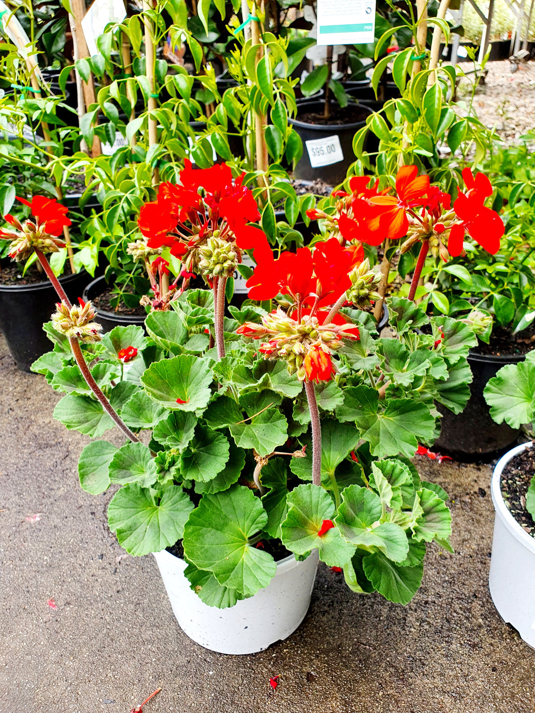 GERANIUM - Assorted colours – Sydney's Plant Market