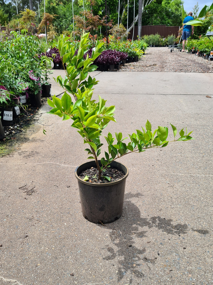 Lilly Pilly 'Firescreen' - Acmena smithii – Sydney's Plant Market