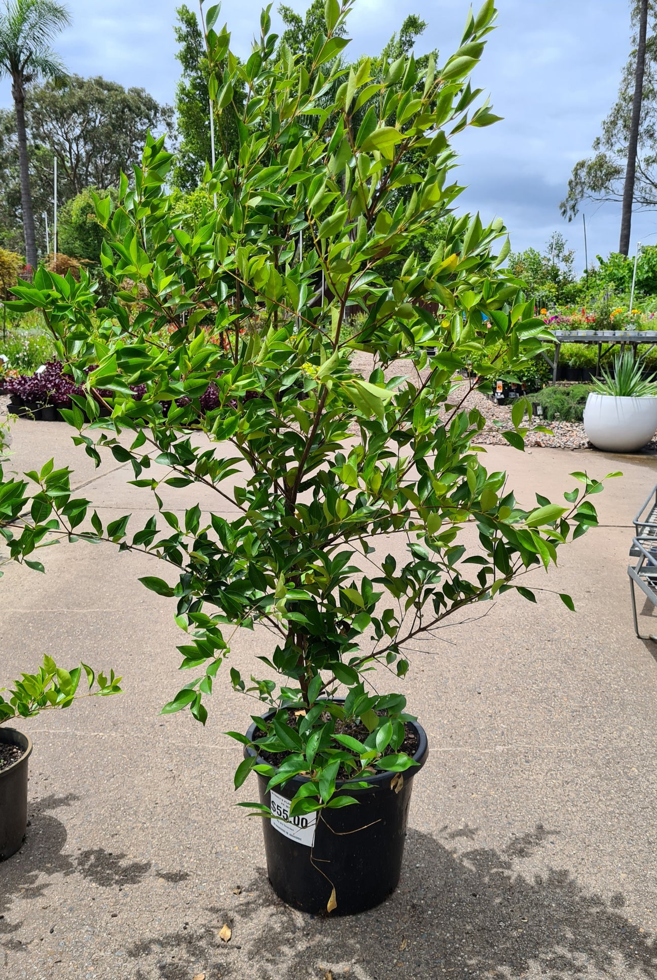 Lilly Pilly 'Firescreen' - Acmena smithii – Sydney's Plant Market