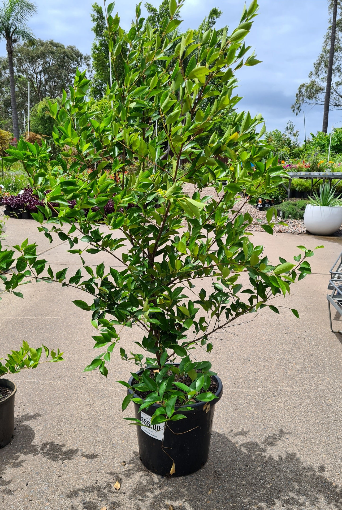 Lilly Pilly 'Firescreen' - Acmena smithii – Sydney's Plant Market