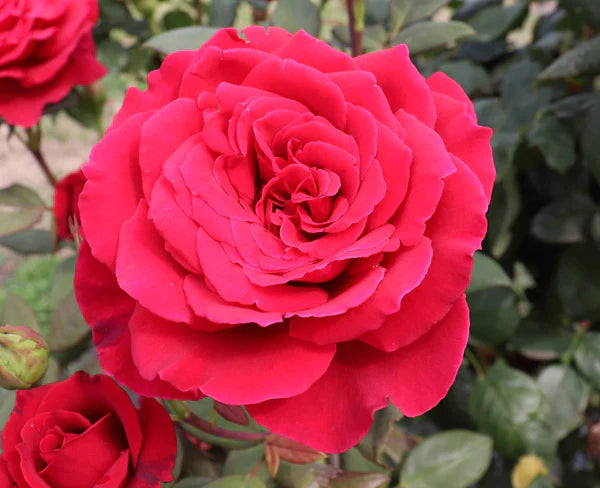 Rose Camp David 2ft STD – Sydney's Plant Market