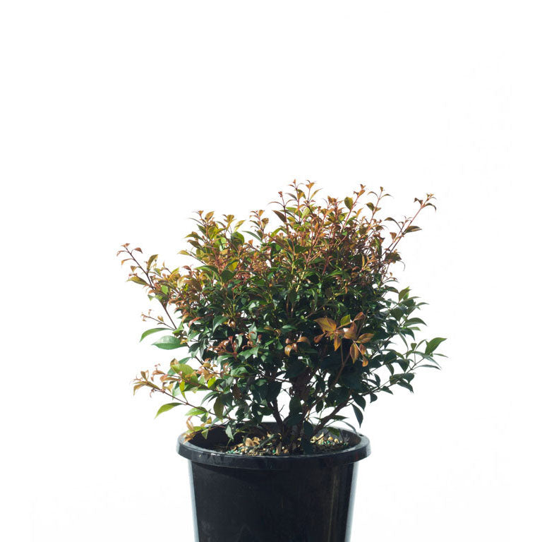 ACMENA SMITHII ALLYN MAGIC – Sydney's Plant Market