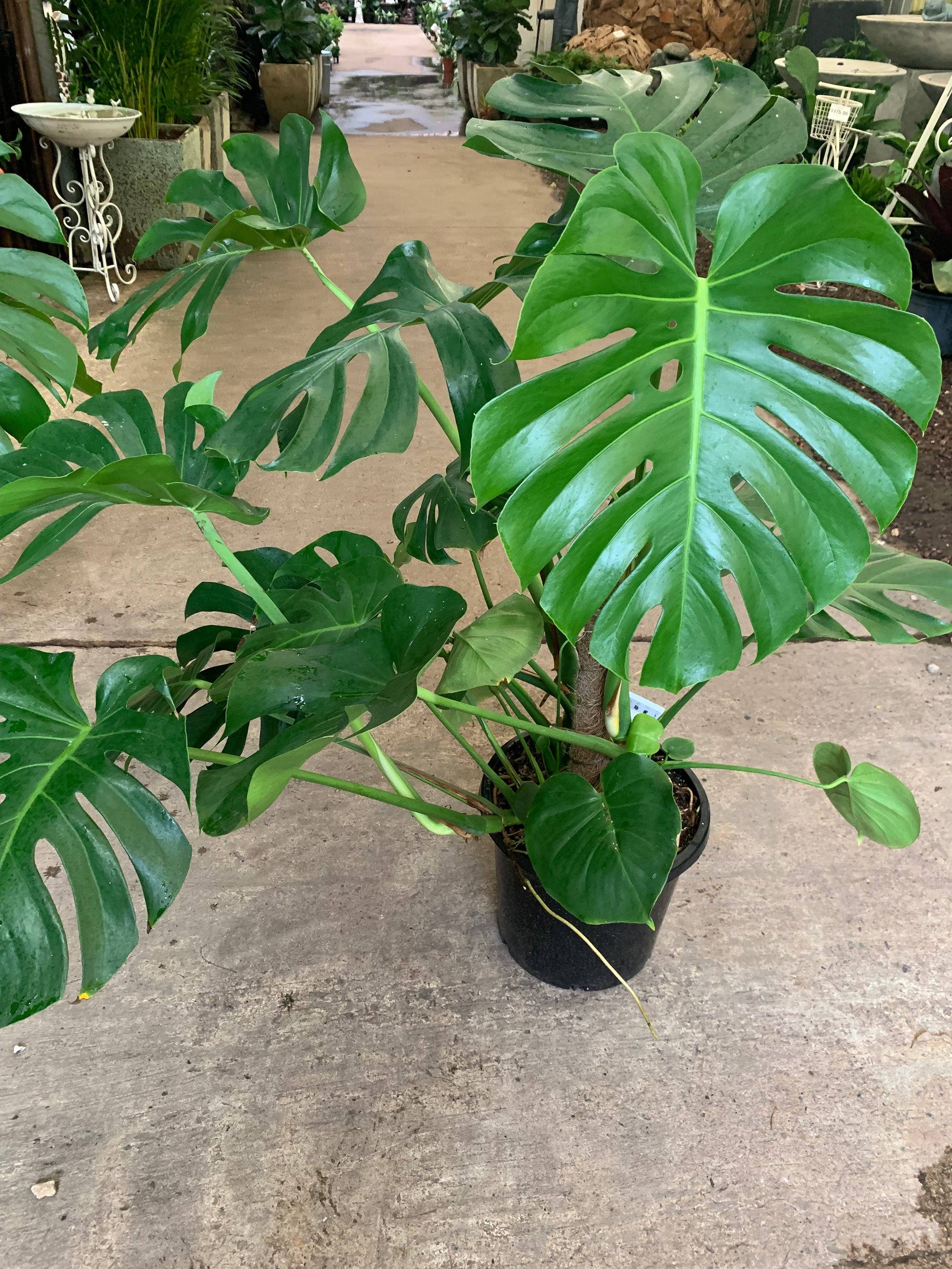MONSTERA DELICIOSA – Sydney's Plant Market