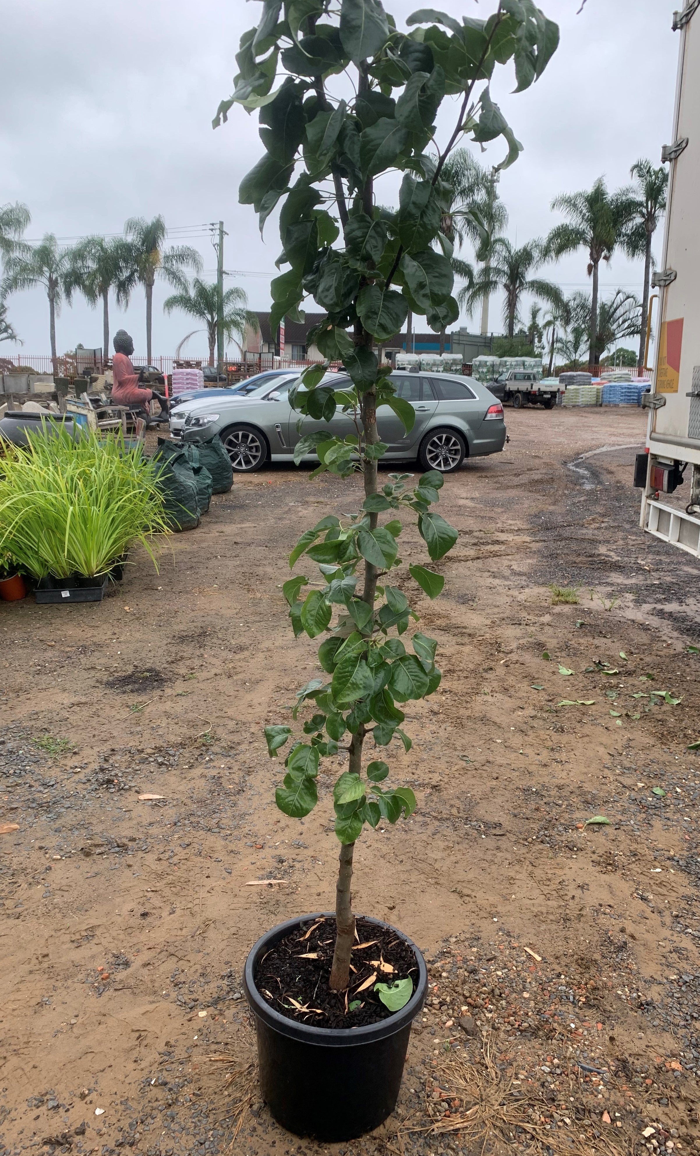 PYRUS CALLERYANA CAPITAL ORNAMENTAL PEAR – Sydney's Plant Market