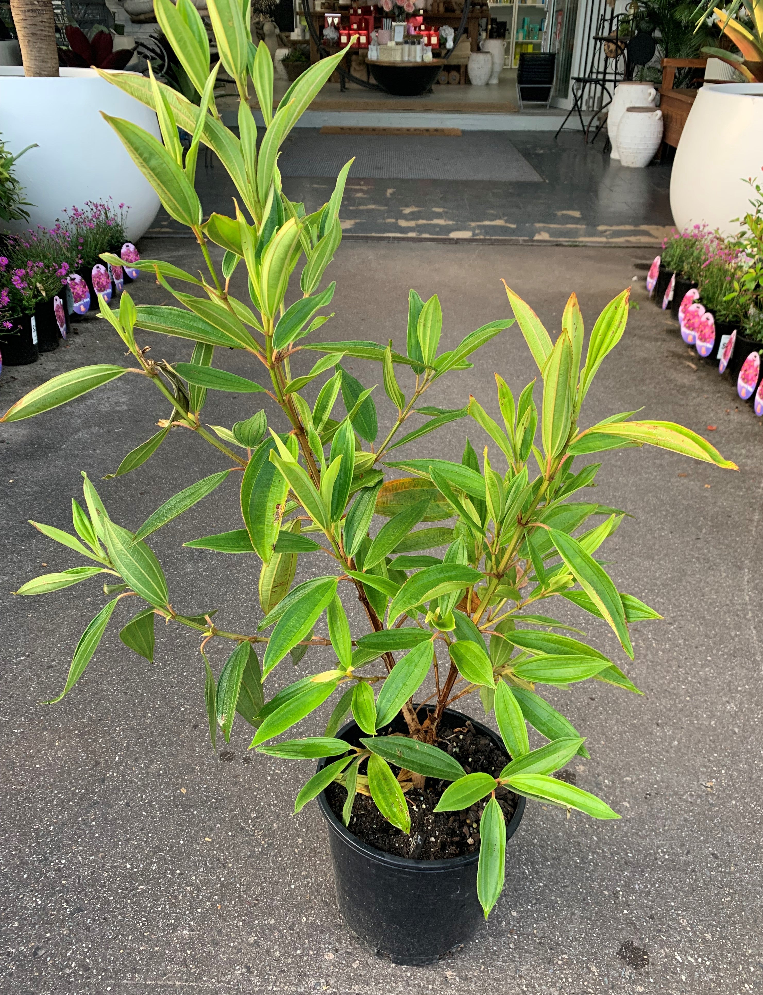 Tibouchina - Alstonville – Sydney's Plant Market
